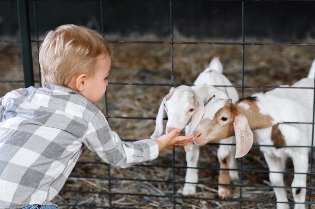 Best Zoos in Ottawa: Where to See Animals in Canada’s Capital - ottawa.name