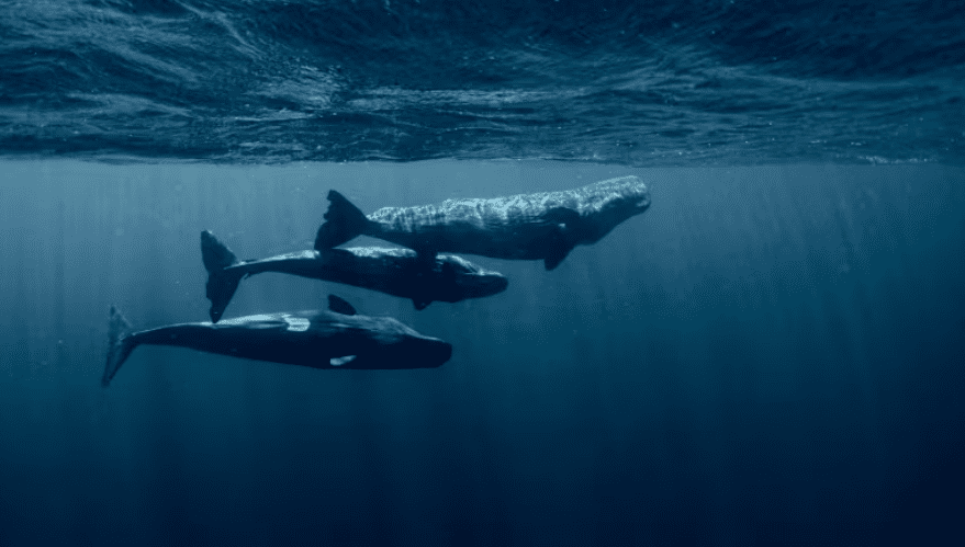 Ottawa Biologist Shane Gero and the Dominican Sperm Whale Project ...